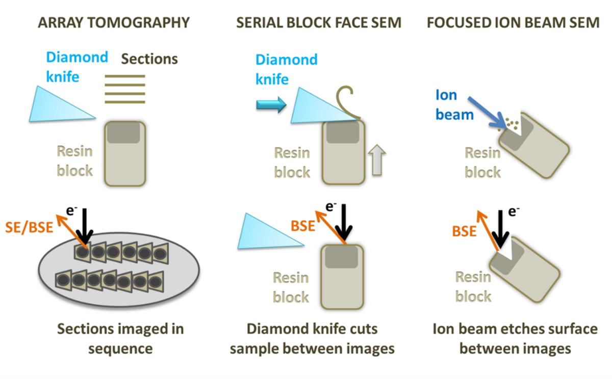 Using your Scanning Electron Microscopes for Volume Electron Microscopy with AZtec - Oxford ...